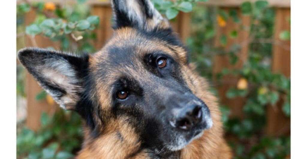 Top 15 Dog Breeds That Are Easiest to Train (Even for First-Time Owners ...