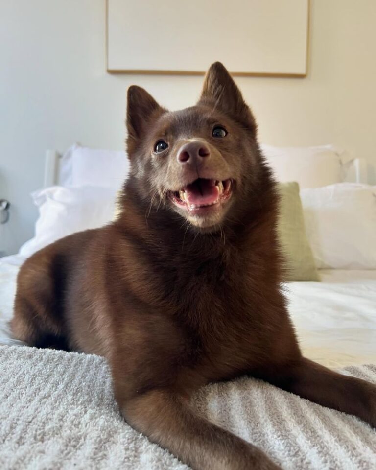 Dogs That Need To Shut Up – 14 Most Yappy Breeds - Epic dogs tales