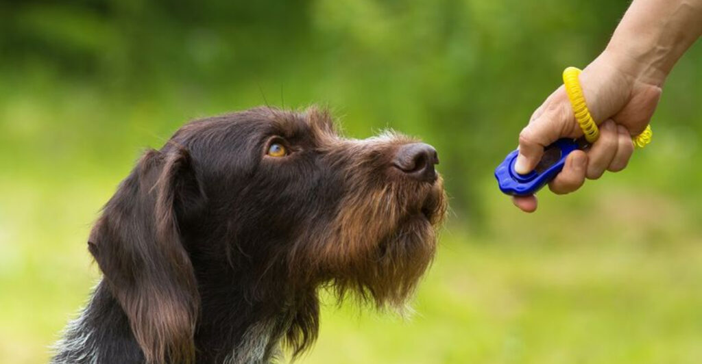 Trainer shares ten simple skills you can put into action to give your dog confidence and freedom ...