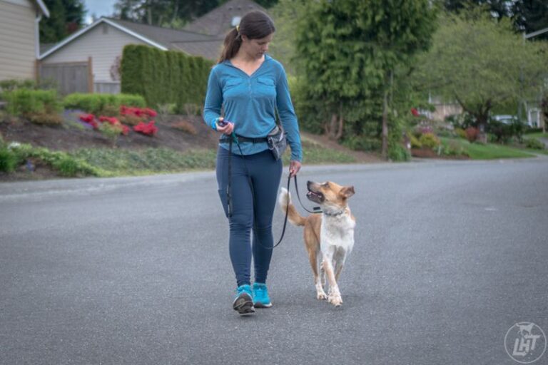 Trainer shares three expert-approved tips to stop your dog pulling on ...