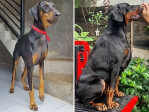 American Vs. European Dobermans: 13 Distinctive Traits Compared - Epic ...