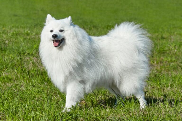 12 Fox-Like Dog Breeds That Make Amazing Pets - Epic dogs tales