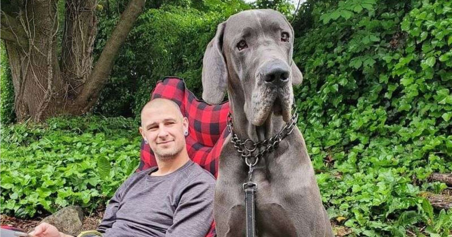 We Found 15 of the Tallest Dog Breeds That Will Tower Over You - Epic ...