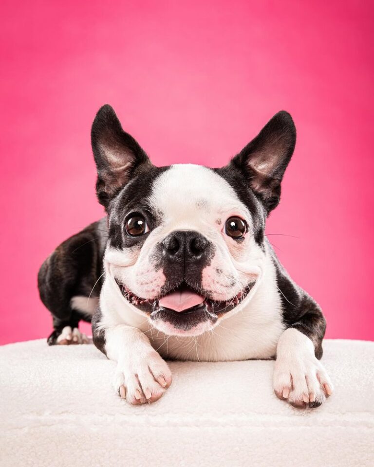 Dogs That Need To Shut Up – 14 Most Yappy Breeds - Epic dogs tales