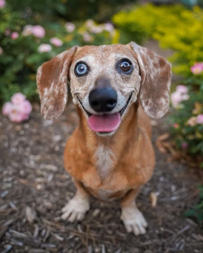 25 of the Coolest Dogs in the World and What Makes Them So Special ...