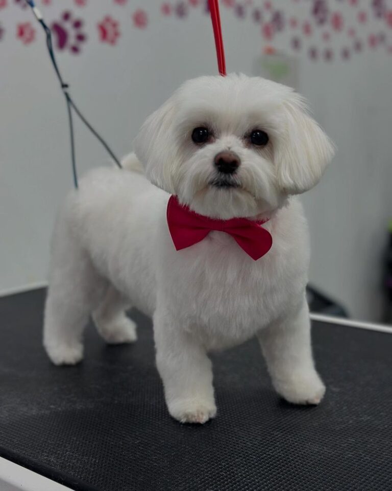 14 Dog Breeds with the Most Stunning and Silky Fur - Epic dogs tales