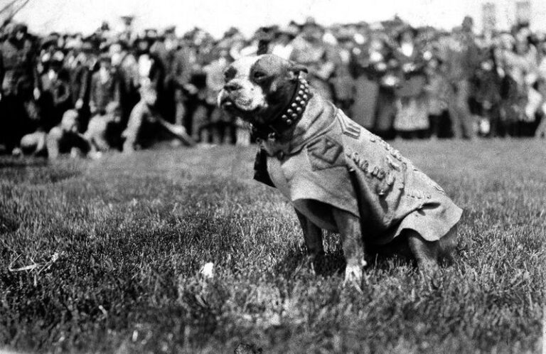 10 Fierce War Dogs in History — and 5 That Were Bred Just to Love ...