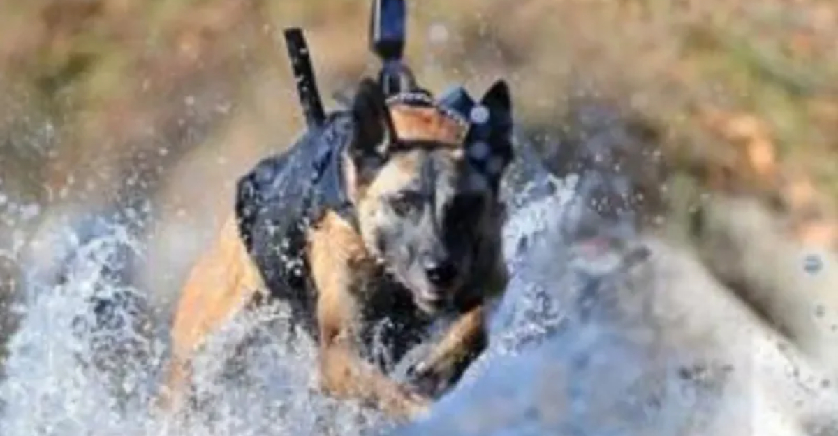 10 Fierce War Dogs in History — and 5 That Were Bred Just to Love ...