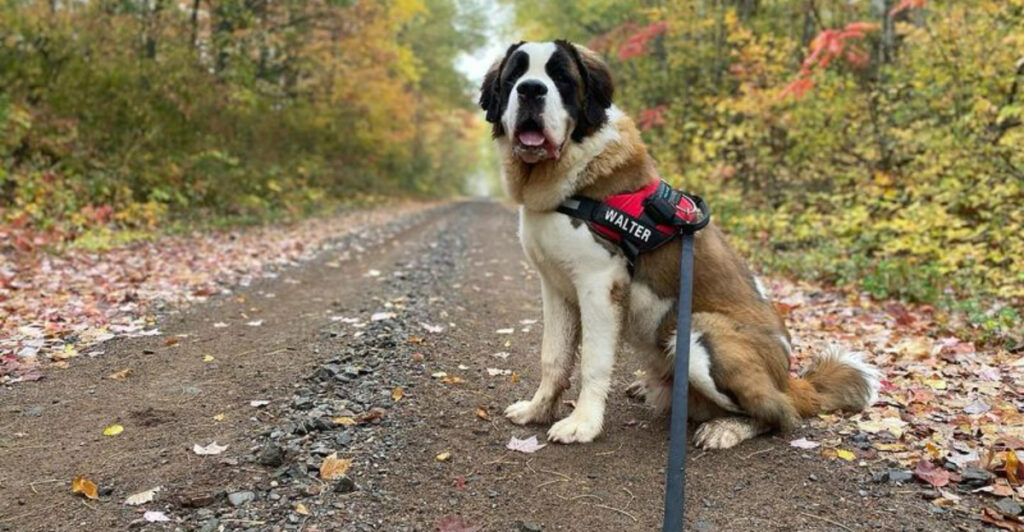 10 Incredible Types of Working Dogs and the Jobs They Excel At - Epic ...