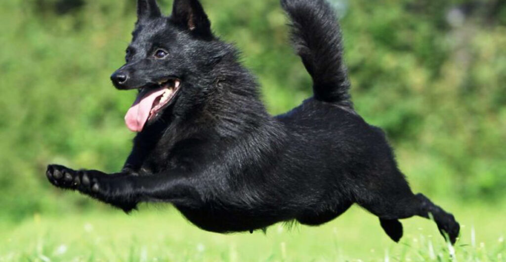 10 Striking Black Dog Breeds You’ll Fall in Love With - Epic dogs tales