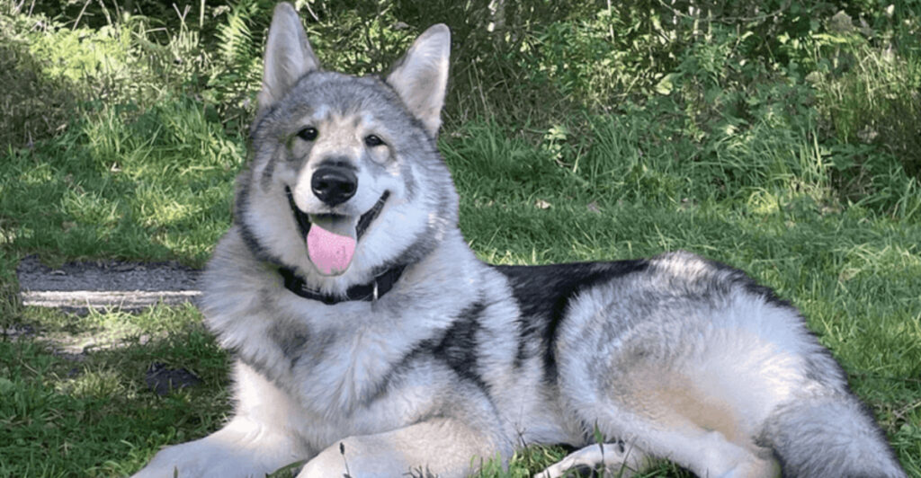 10 Types of Husky Dogs - Epic dogs tales