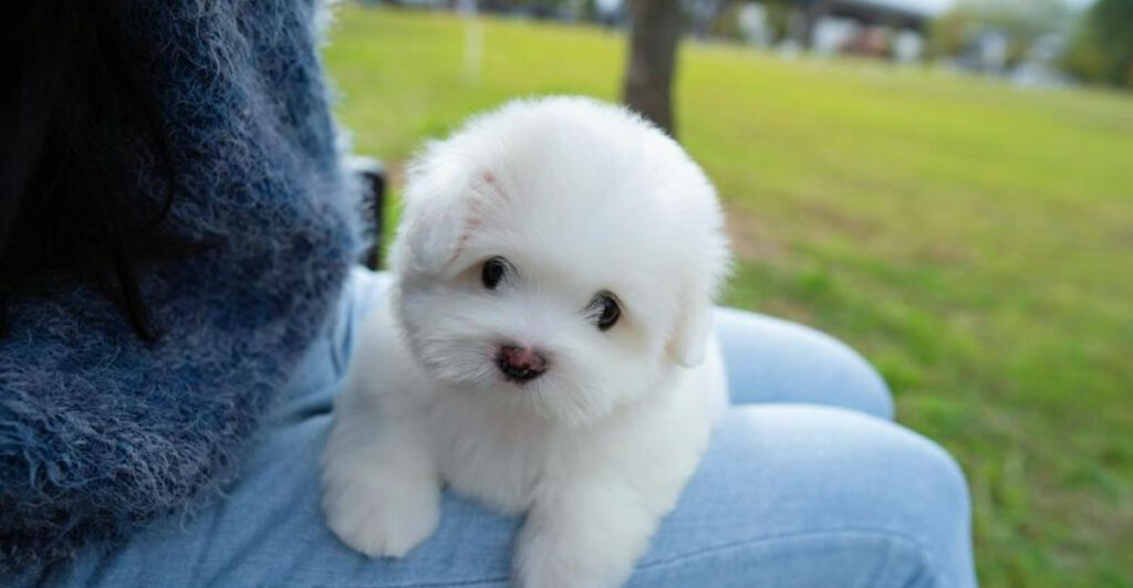 10 White Dog Breeds That Are So Fluffy They Look Like Clouds - Epic ...
