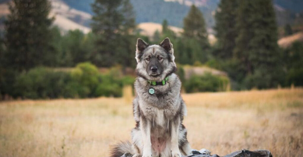 12 Dog Breeds Closest to Wolves (and 5 That Are Best Left to ...
