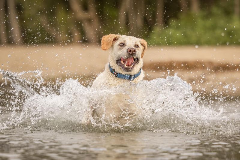 12 Dog Breeds That Absolutely Love Water — Vet-Approved - Epic dogs tales