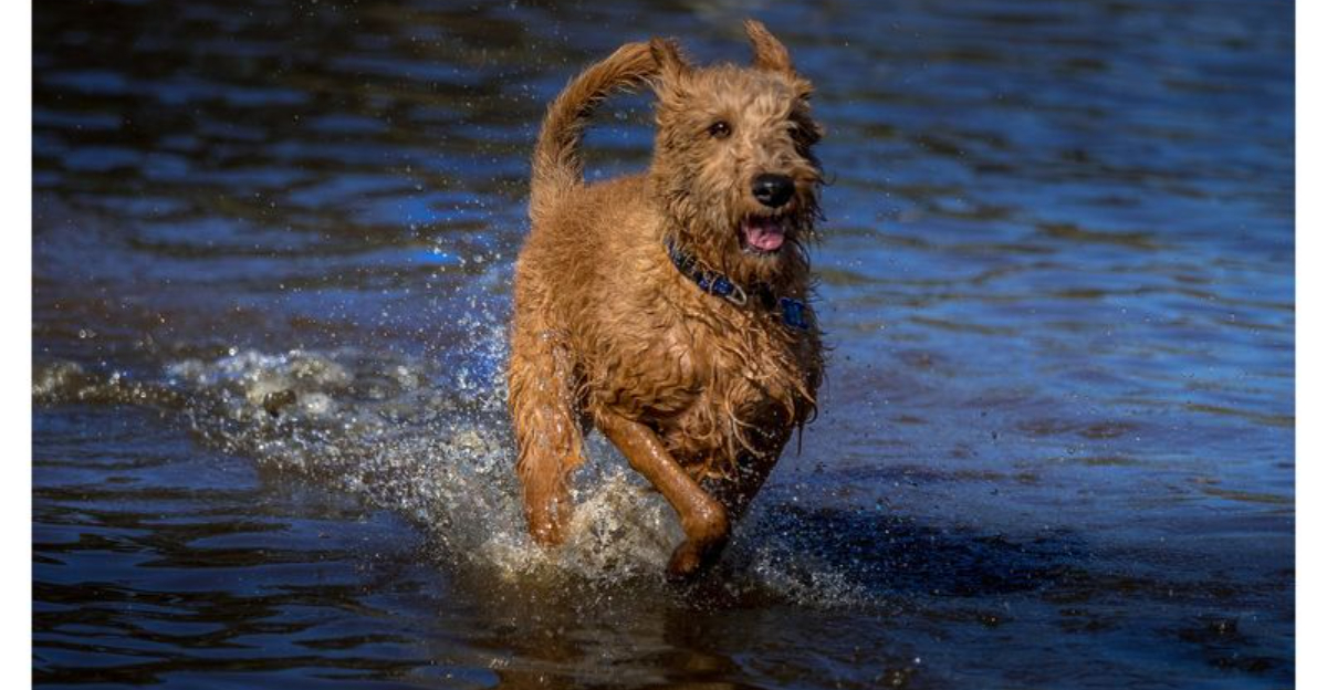 12 Dog Breeds That Absolutely Love Water — Vet-Approved - Epic dogs tales