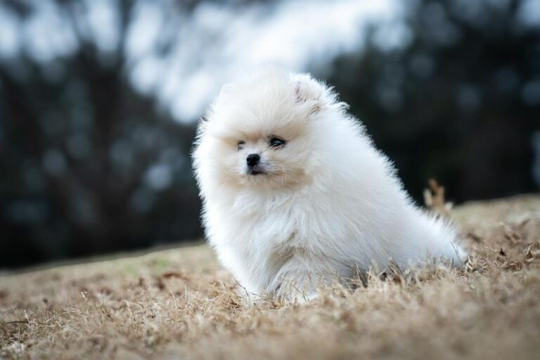 12 Fluffy Dog Breeds So Cute They Don't Look Real - Epic dogs tales