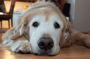 12 Signs of Aging in Dogs and How to Support Them Through It - Epic ...