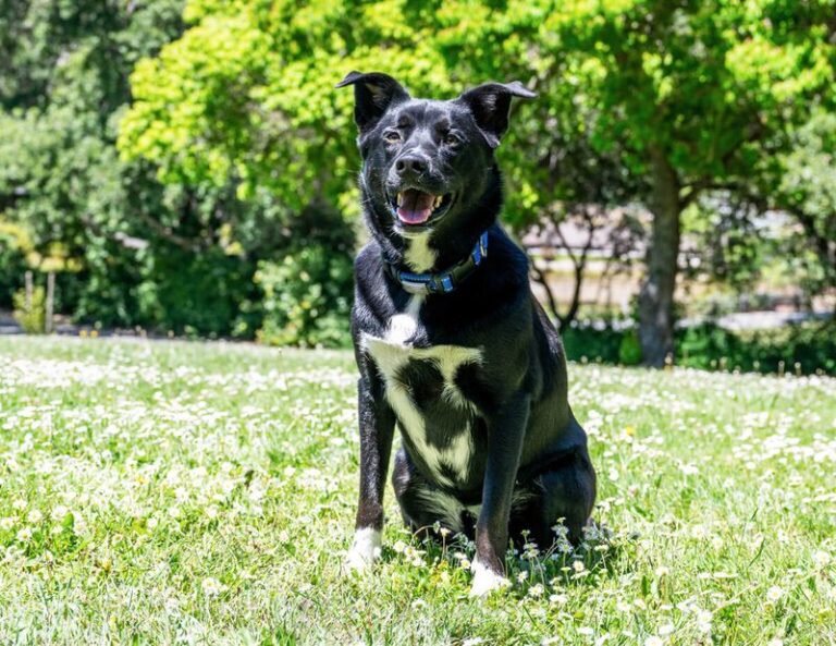 13 Beautiful Border Collie Mixes You’ll Fall in Love With Instantly ...