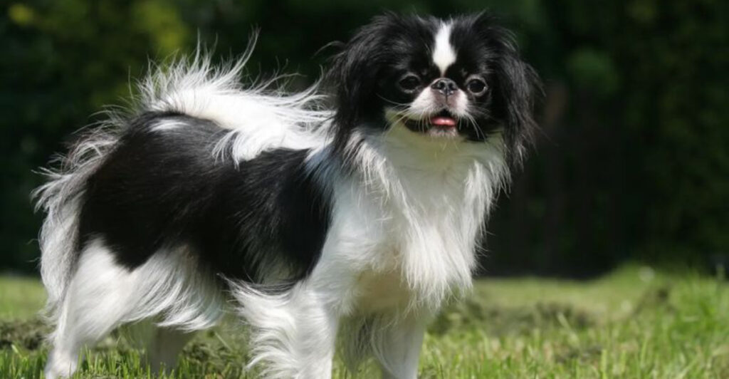 13 Delicate Dog Breeds for Laid-Back Living - Epic dogs tales