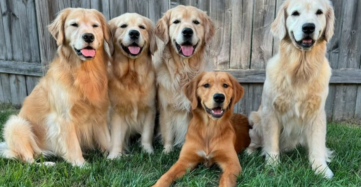 13 Dog Breeds That Are Social Butterflies — And 11 That Bond With Just ...