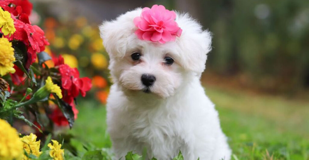 13 Doodle Breeds That Boost Your Life — And 5 That Drain Your Energy ...