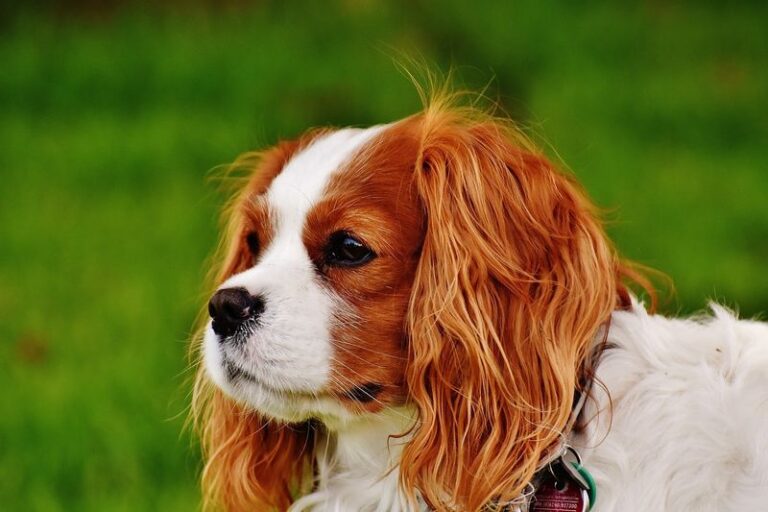 13 Incredibly Soft Dog Breeds That Feel as Good as They Look - Epic ...