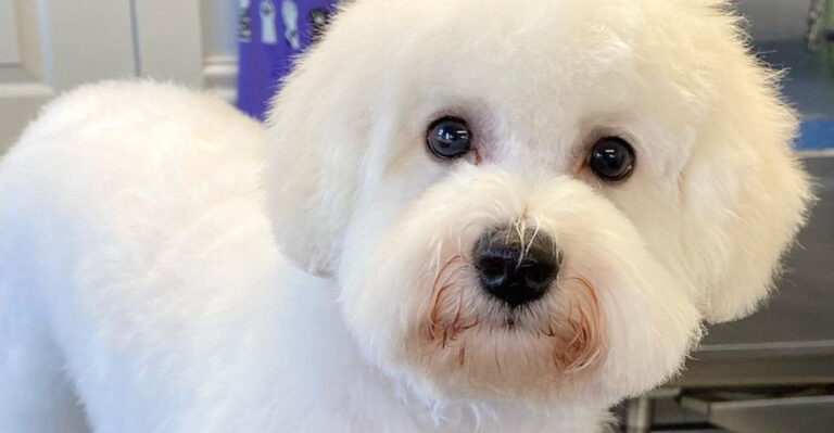 13 Incredibly Soft Dog Breeds That Feel as Good as They Look - Epic ...