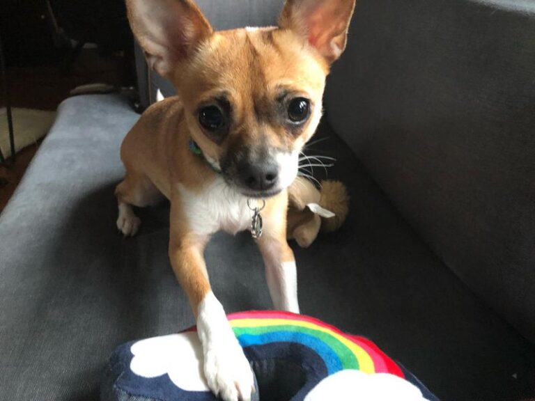 13 Little Dogs That Hold Their Own in a Big-Dog World - Epic dogs tales