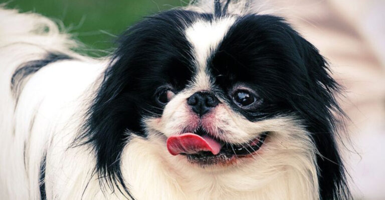 13 Low-Barking Dog Breeds That Make Peaceful Companions - Epic dogs tales