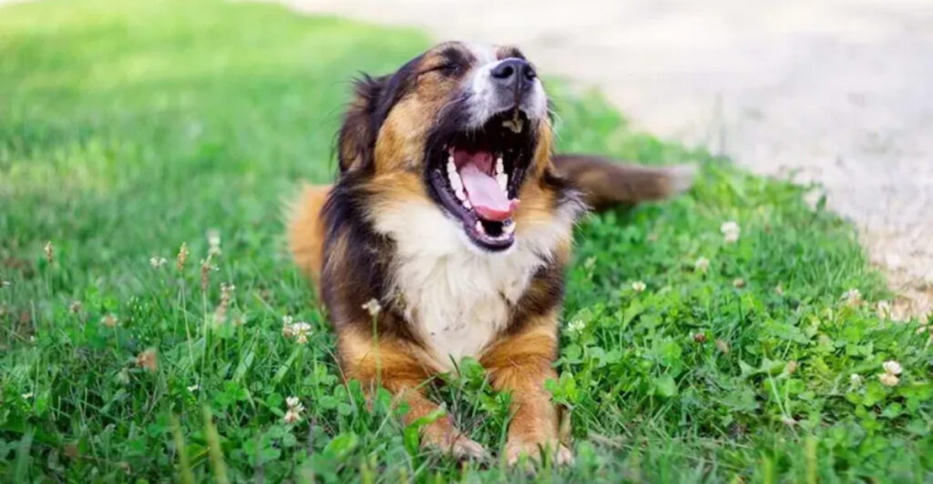 13 Warning Signs Your Dog Might Be in Pain or Feeling Sick - Epic dogs ...