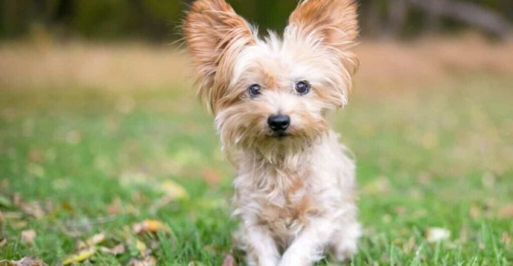 14 Yorkie Mixes That’ll Melt Your Heart - Epic dogs tales