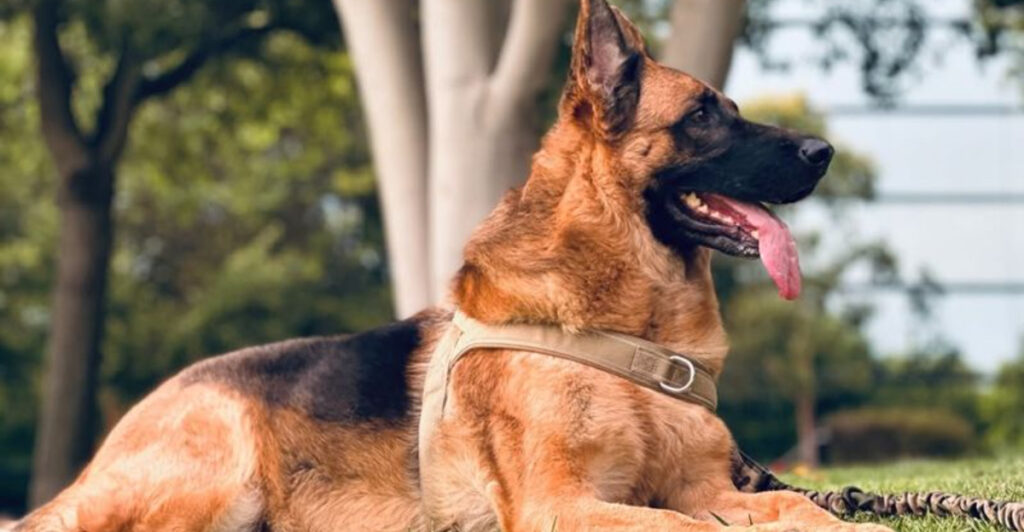 15 Dog Breeds Known for Fearless Protection and Unshakable Loyalty ...