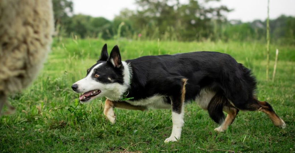 15 Farm Dog Breeds That Will Transform Your Ranch Life Forever - Epic ...