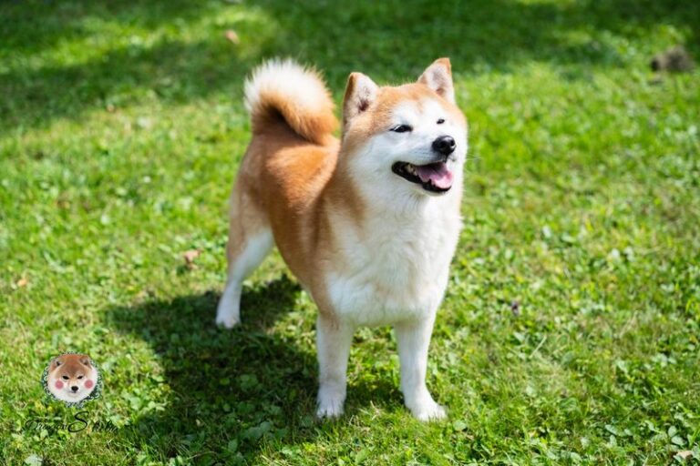 15 Of The Coolest Dog Breeds (And The Traits That Make Them Truly One ...