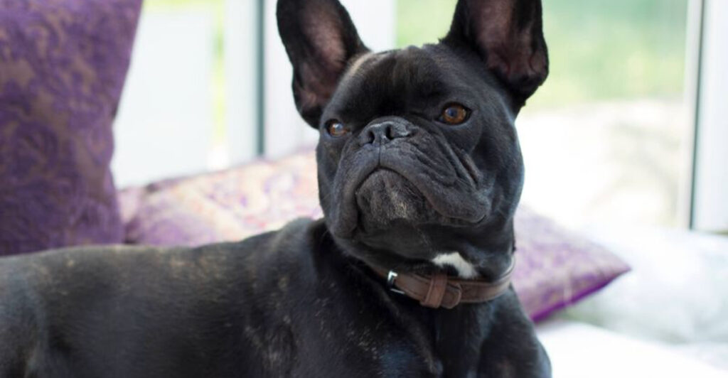 15 Petite Pups With Huge Attitudes and Show-Stopping Looks - Epic dogs ...