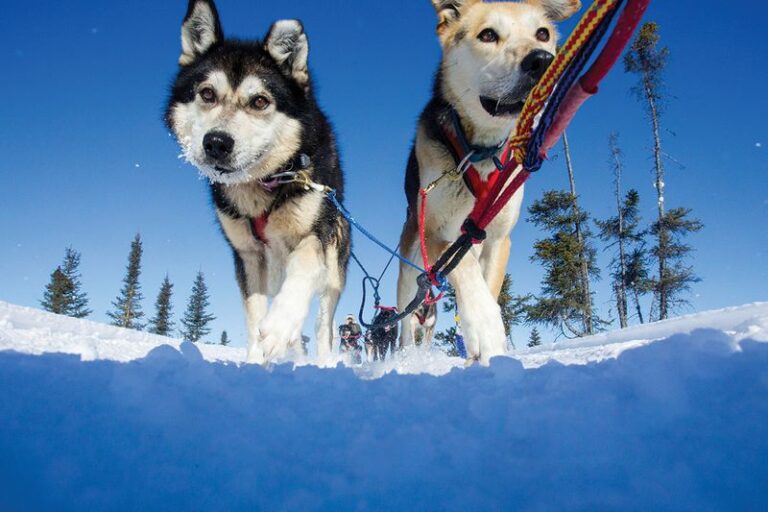 15 Reasons Alaska’s Sled Dogs Are More Than Just Champions - Epic dogs ...
