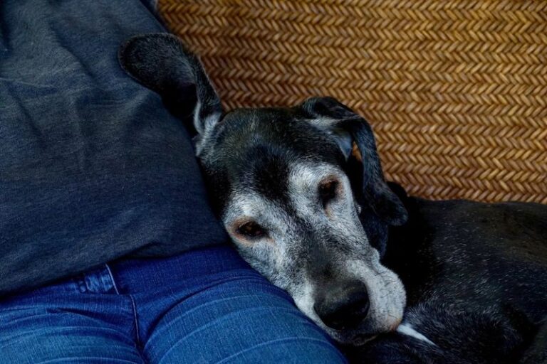 15 Subtle and Serious Signs Your Dog May Be in Their Final Stage - Epic ...