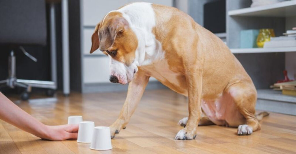 15 Things Dog Owners Do That Accidentally Hurt Their Pet’s Feelings ...