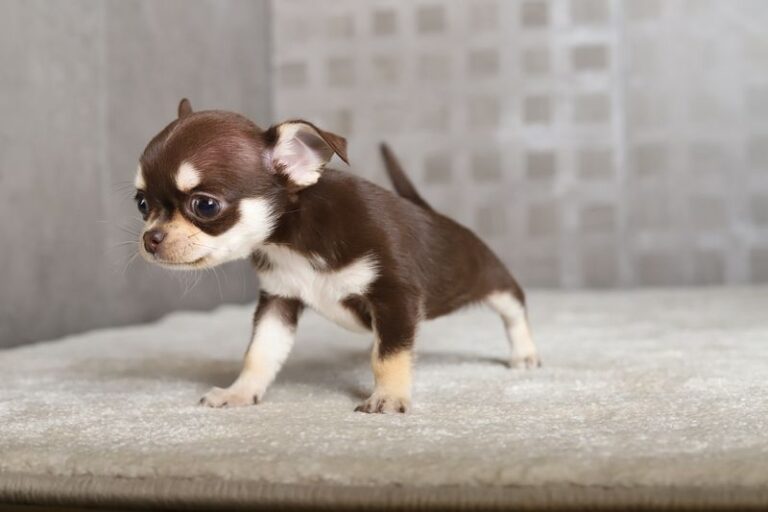 17 Compact Dog Breeds That Stay Small Forever - Epic dogs tales