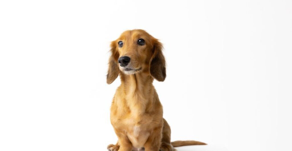 17 Compact Dog Breeds That Stay Small Forever - Epic dogs tales