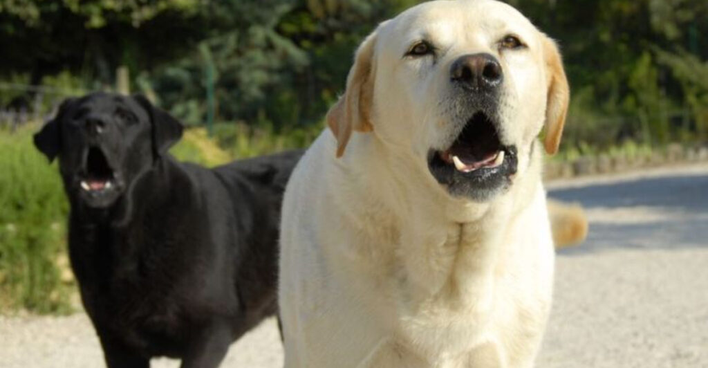 17 Dog Behaviors That Scream 'I Need More Time With You' (Plus 13 That ...