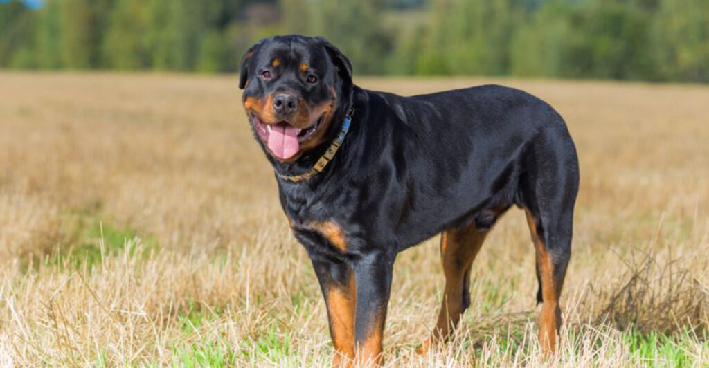 17 Noble Dog Breeds That Bond for Life - Epic dogs tales