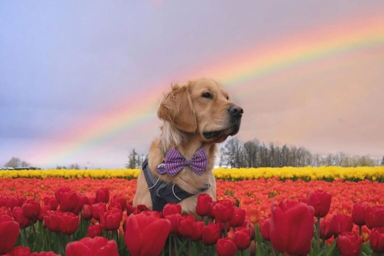 18 Dog Breeds Known for Their Giant Hearts and Endless Love - Epic dogs ...