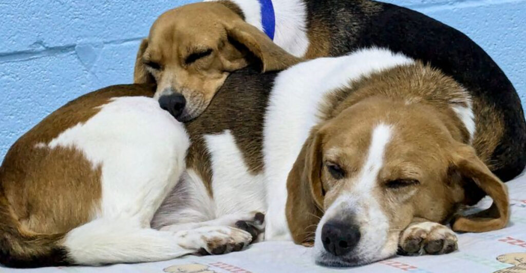 19 Dog Behaviors That Actually Show Affection - Epic dogs tales