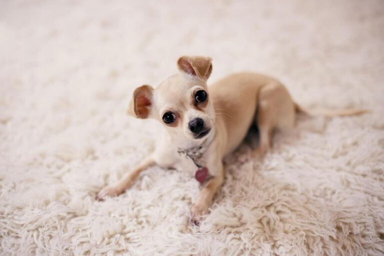 20 Tiny Dog Breeds That Stay Cute and Puppy-Sized Forever - Epic dogs tales