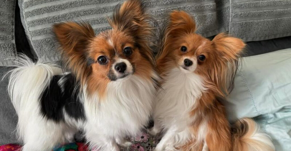 20 Tiny Dog Breeds That Stay Cute and Puppy-Sized Forever - Epic dogs tales