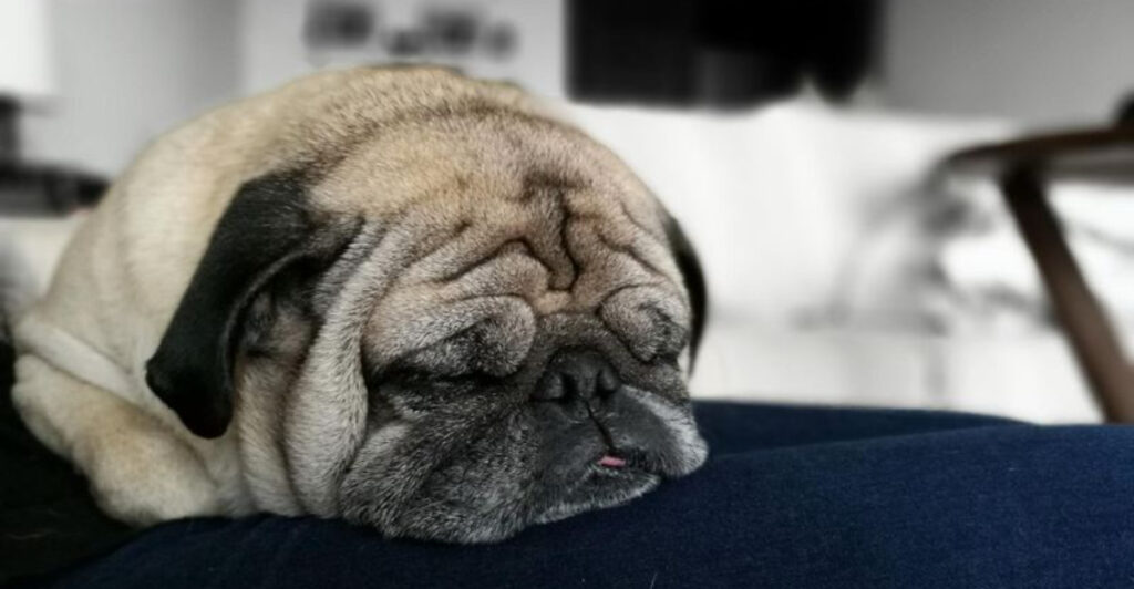 24 Subtle Signs Dogs Show Before Their Final Goodbye - Epic dogs tales