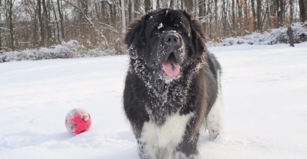 28 Dog Breeds With Big Feelings and Even Bigger Hearts - Epic dogs tales