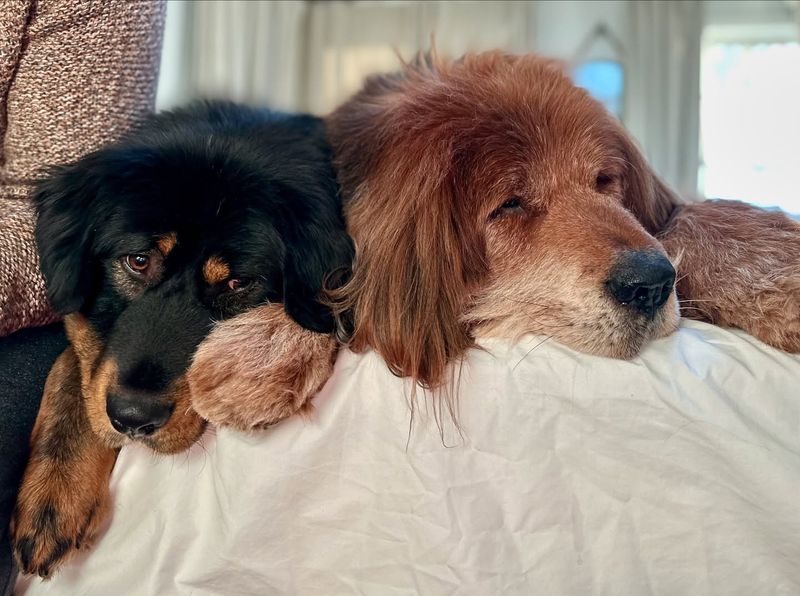 28 High-Cost Dog Breeds in Order of Price — From Budget-Stretching to ...