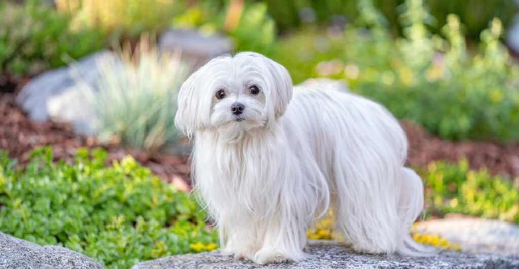 7 Pocket-Sized Dog Breeds That Stay Small And 5 'Small' Breeds That Don ...